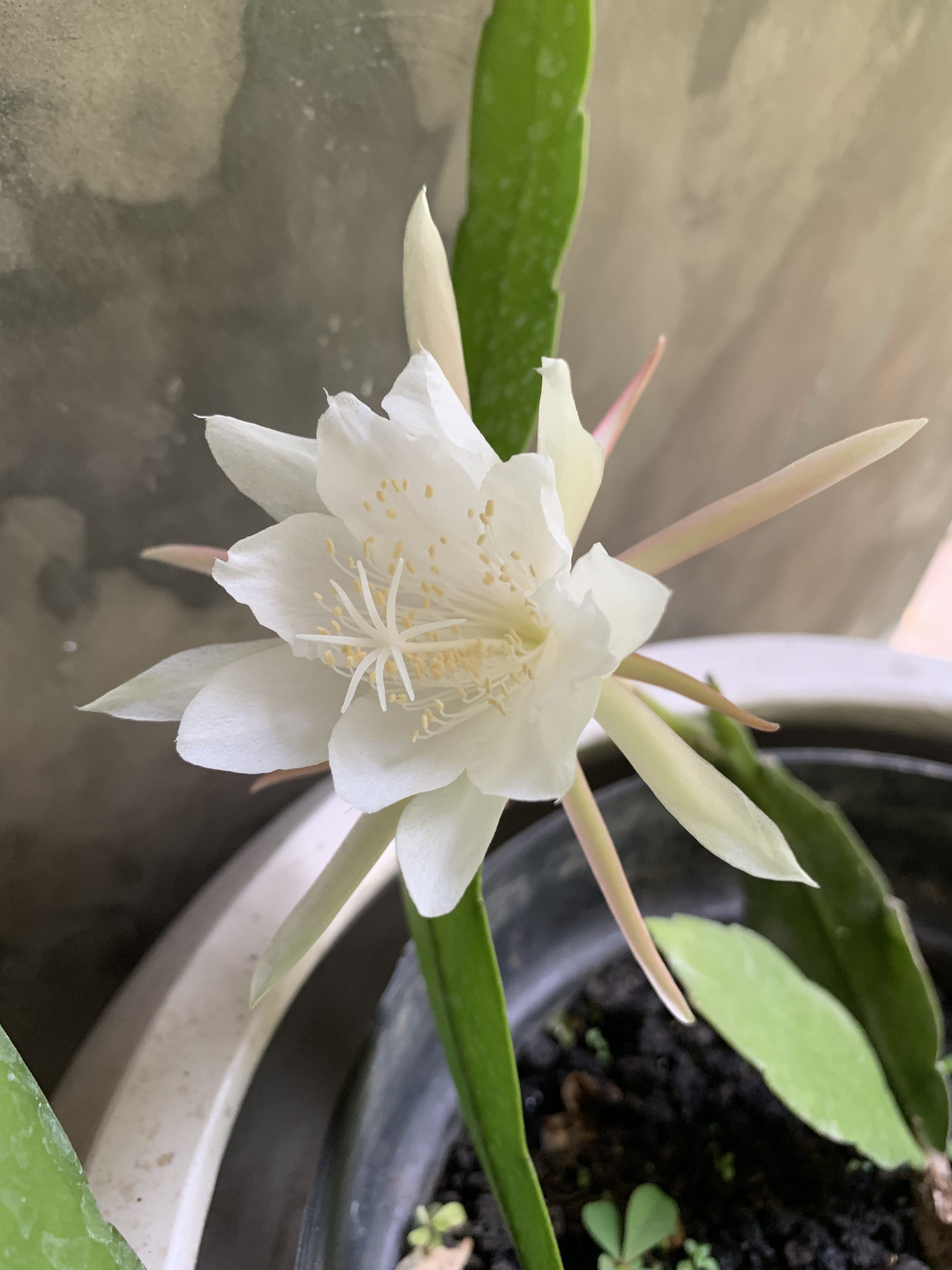 Our Journey - St. Michael & Company